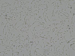 BT-549 cell line|AcceGen