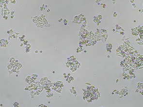 SK-CO-1 - AcceGen