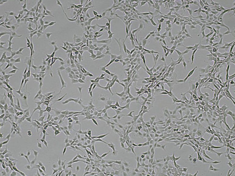 Colon-26 cell line|AcceGen