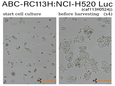 NCI-H520 Luciferase Reporter Cell Line|AcceGen
