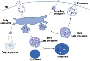 An Introduction of Exosomes - AcceGen